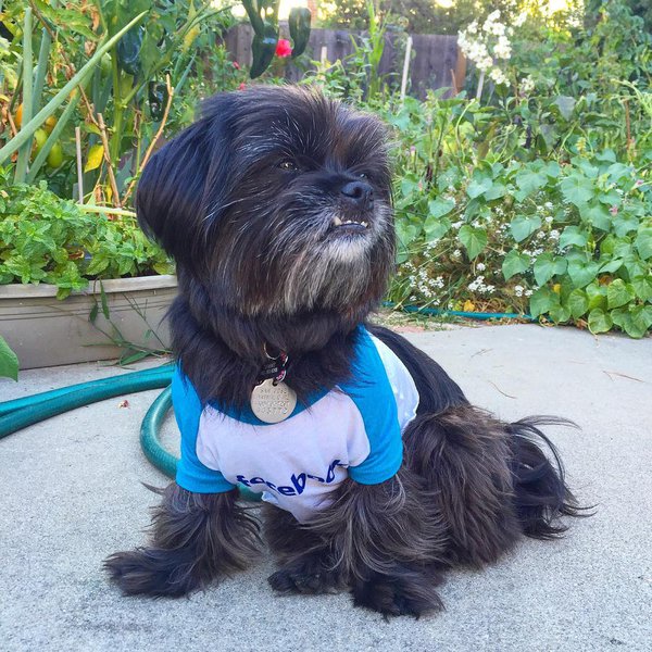 41 Shih Tzu Mixes That You Would Never Know Existed - The Goody Pet