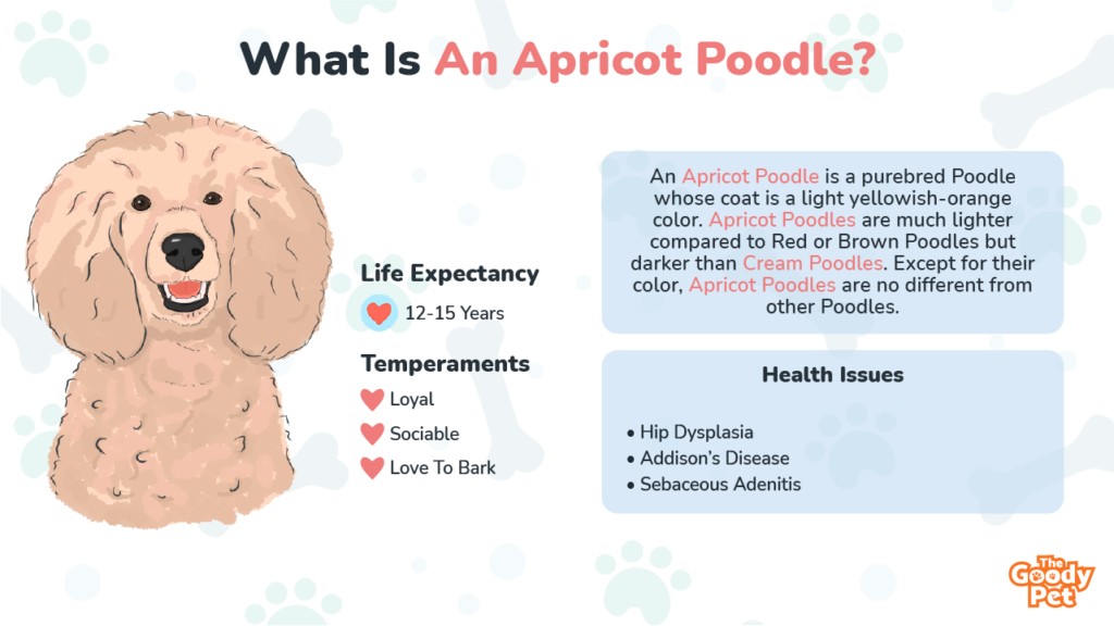 Apricot Poodle - Your Complete Breed Guide - The Goody Pet