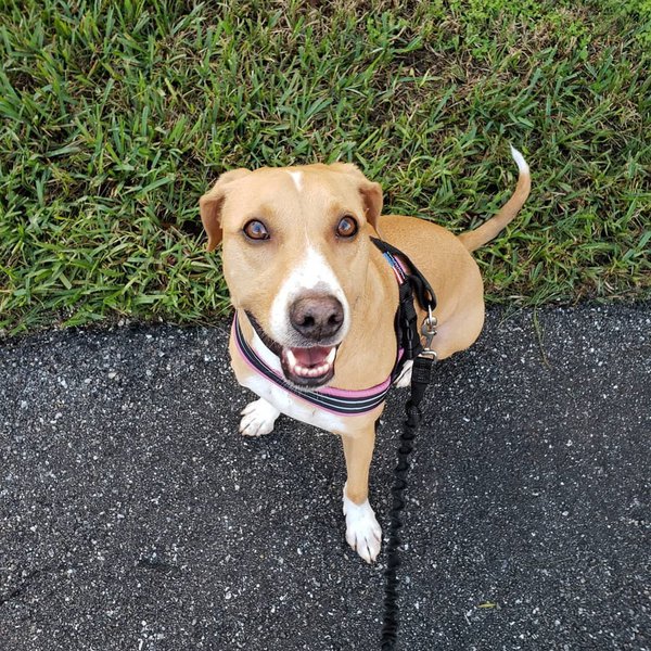 Labrador Bulldog Mix - Your Complete Bullador Breed Guide - The Goody Pet