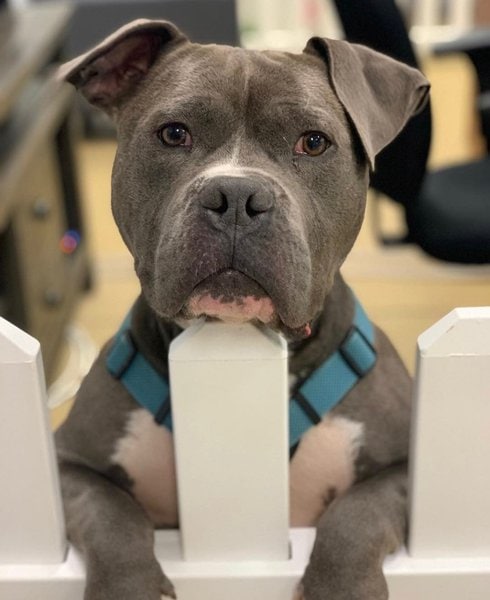 Grey Pitbulls: Ultimate FAQs + 101 Guide - The Goody Pet