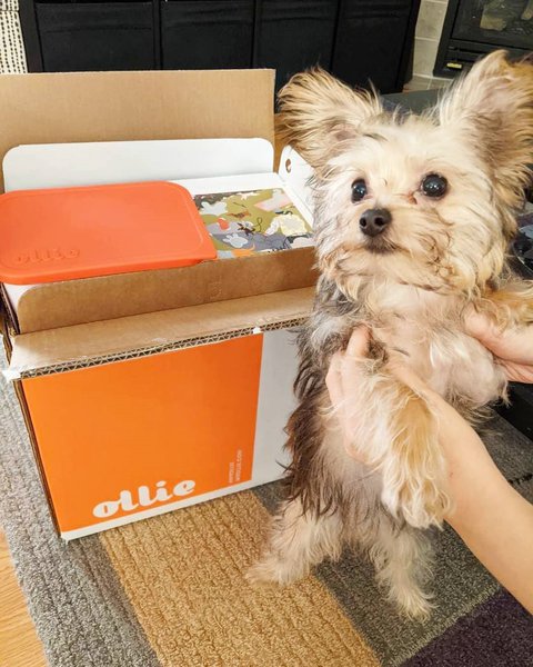 Pitbull Poodle Mix - Your Complete Pit Boodle Breed Guide - The Goody Pet