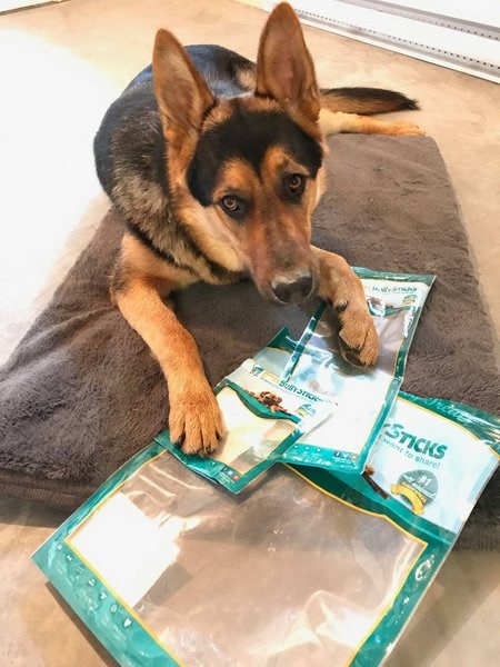 Short Haired German Shepherd - Your Complete Breed Guide - The Goody Pet