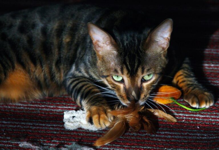 Toyger Cats - Your Complete Cat Breed Guide - The Goody Pet