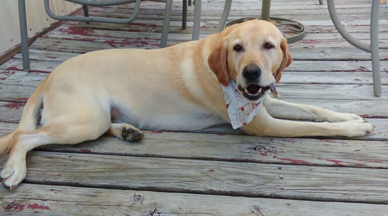 Yellow Labrador - Your Complete Breed Guide - The Goody Pet