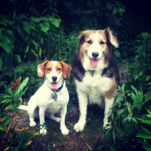 32 Adorable Beagle Mixes That You Would Love - The Goody Pet