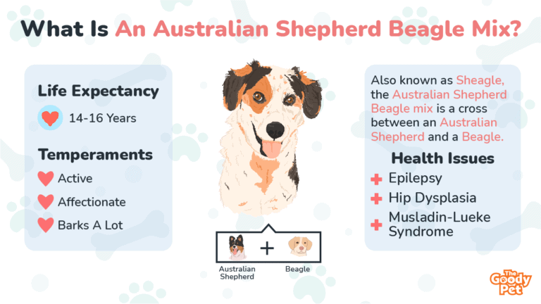 Australian Shepherd Beagle Mix - Your Complete Breed Guide To The ...