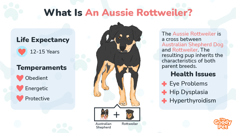Australian Shepherd Rottweiler Mix - Your Complete Breed Guide To The ...