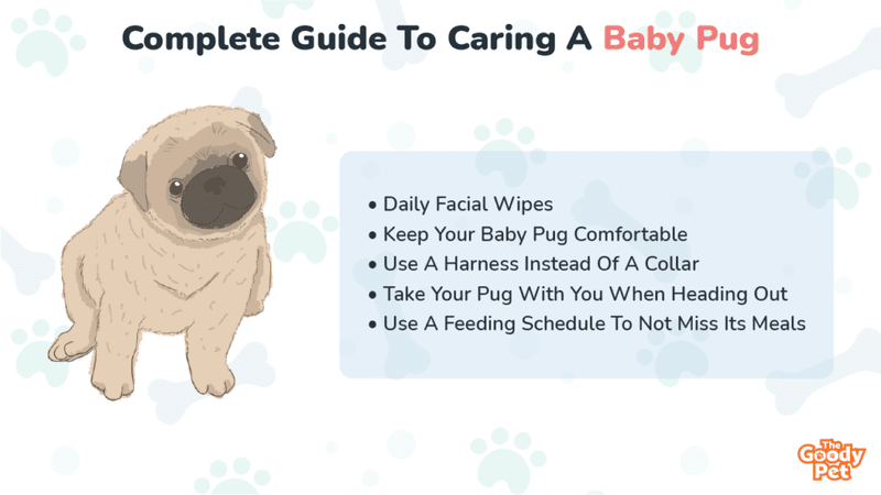 Baby Pug: A Complete Guide To Caring Your Young Pug - The Goody Pet