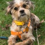 32 Adorable Beagle Mixes That You Would Love - The Goody Pet