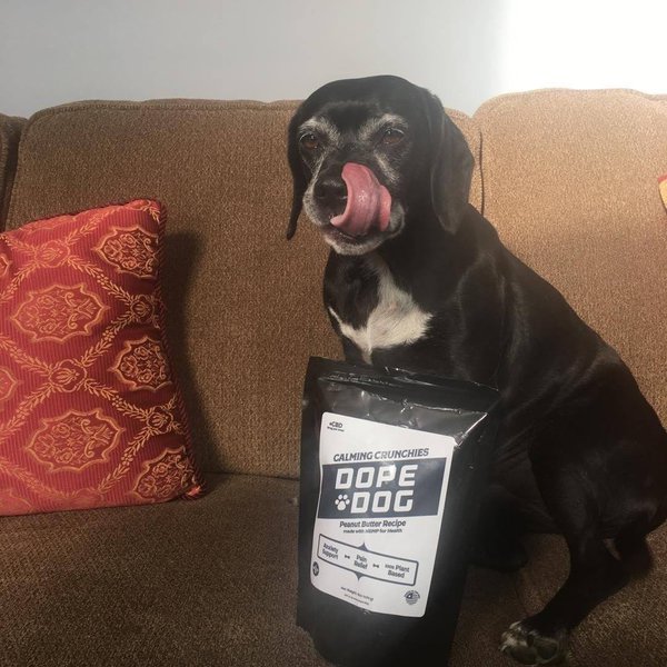 32 Adorable Beagle Mixes That You Would Love - The Goody Pet