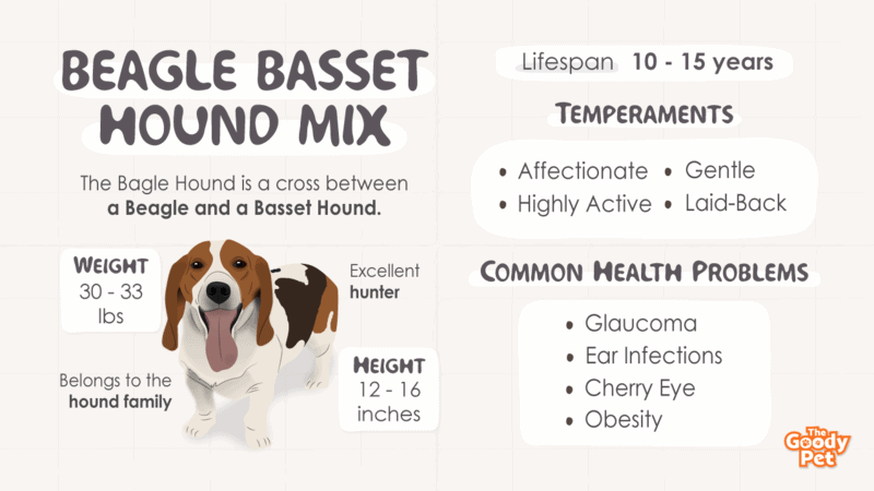 What Does A Beagle Basset Mix Look Like