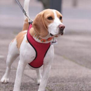 32 Adorable Beagle Mixes That You Would Love - The Goody Pet