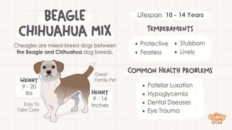 Beagle Chihuahua Mix - Your Complete Breed Guide To The Cheagle - The ...