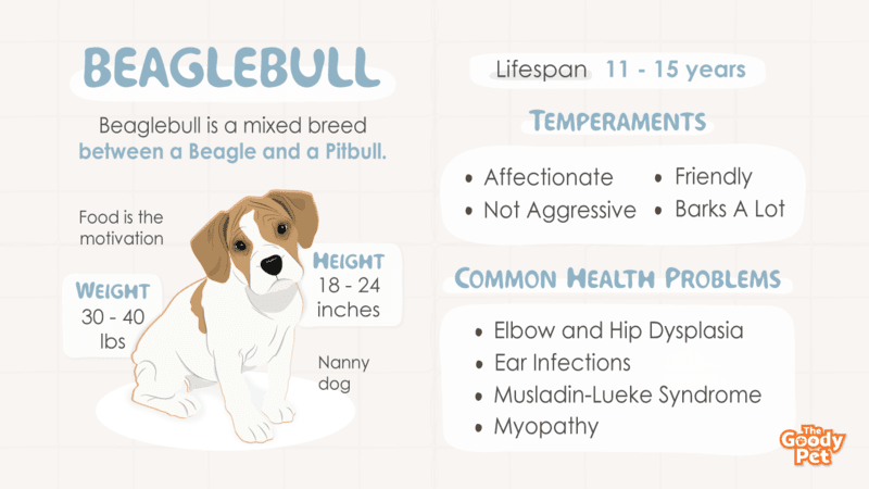 Beagle Pitbull Mix - Your Complete Breed Guide To The Beaglebull - The ...