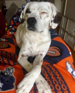 32 Adorable Beagle Mixes That You Would Love - The Goody Pet