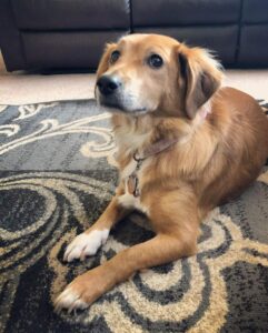 58 Golden Retriever Mixes That Would Amaze You - The Goody Pet