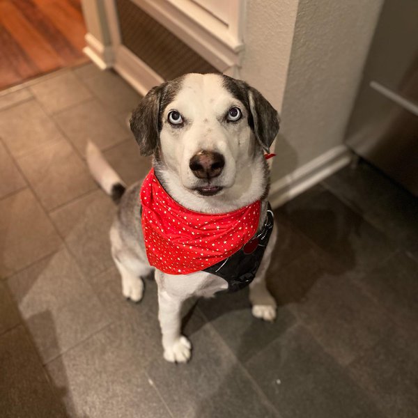 32 Adorable Beagle Mixes That You Would Love - The Goody Pet