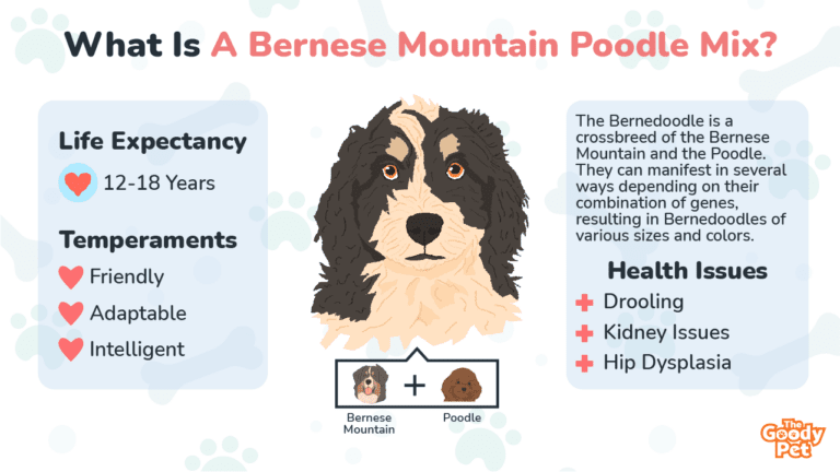 Bernese Mountain Dog Poodle Mix - Your Complete Breed Guide To The ...