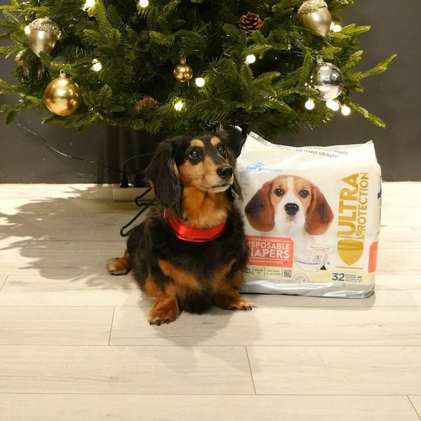 6 Best Dog Diapers (June 2022: Reviews) - The Goody Pet