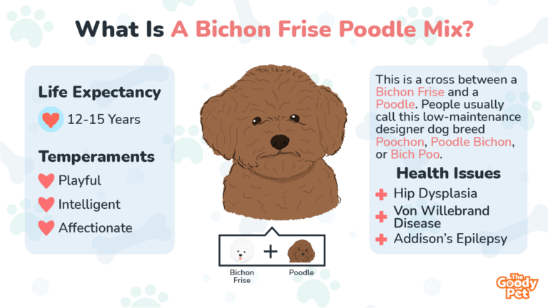 Bichon Frise Poodle Mix - Your Complete Breed Guide To The Poochon ...