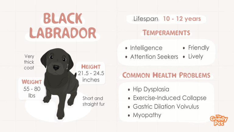 Black Labrador - Your Complete Breed Guide - The Goody Pet