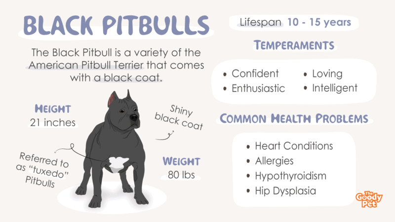 Black Pitbulls - Your Complete Breed Guide - The Goody Pet
