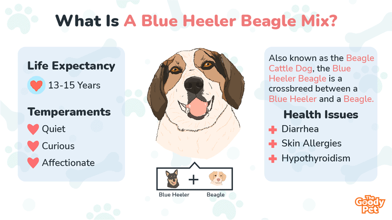 Blue Heeler Beagle Mix - Your Complete Breed Guide To The Beagle Cattle ...