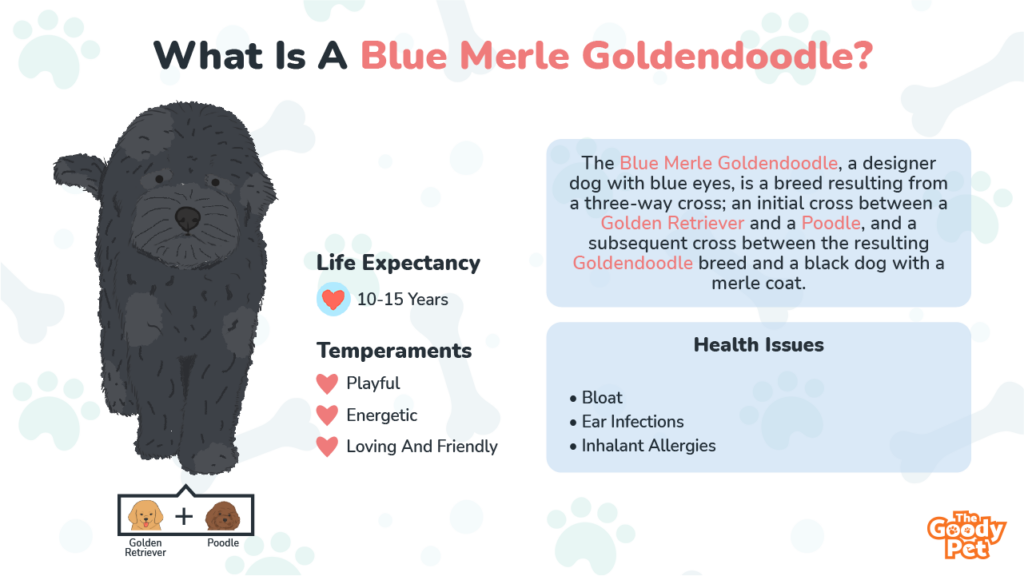 Blue Merle Goldendoodle - Your Complete Breed Guide - The Goody Pet