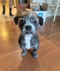 41 Shih Tzu Mixes That You Would Never Know Existed - The Goody Pet