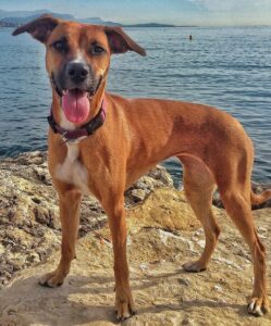 22 Adorable Boxer Mixes That You Never Know Existed - The Goody Pet