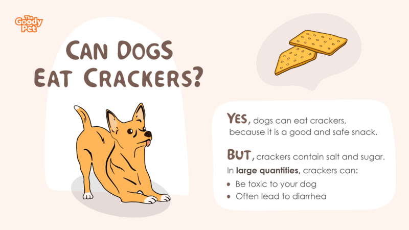 Should Dogs Eat Crackers
