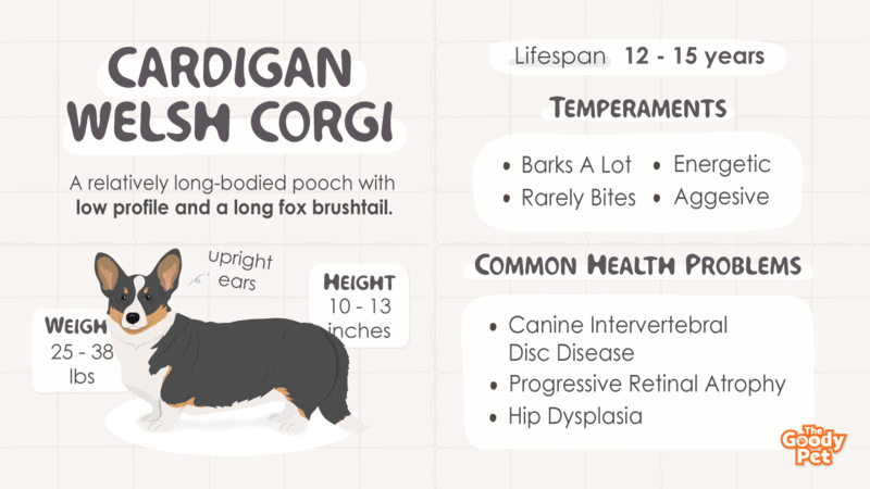 Cardigan Welsh Corgi Breed Information - Profile, Facts & Traits - The ...