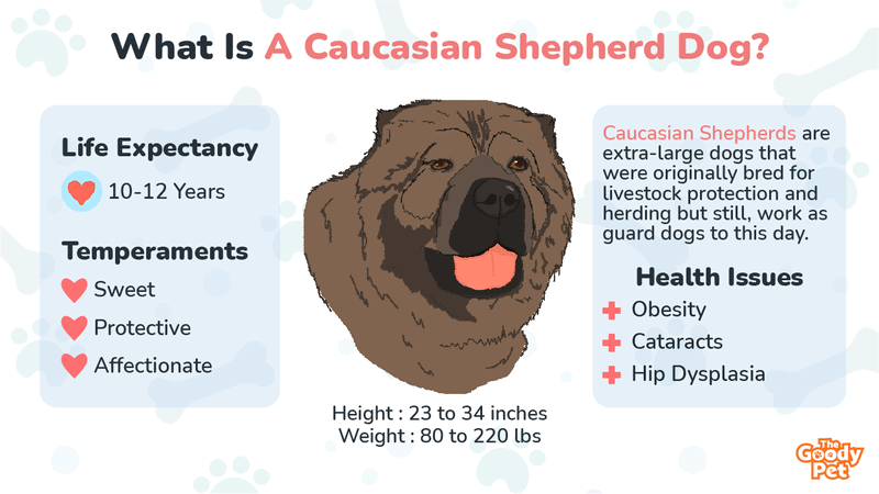 Caucasian Shepherd Dog - Your Complete Breed Guide To The Russian Bear ...