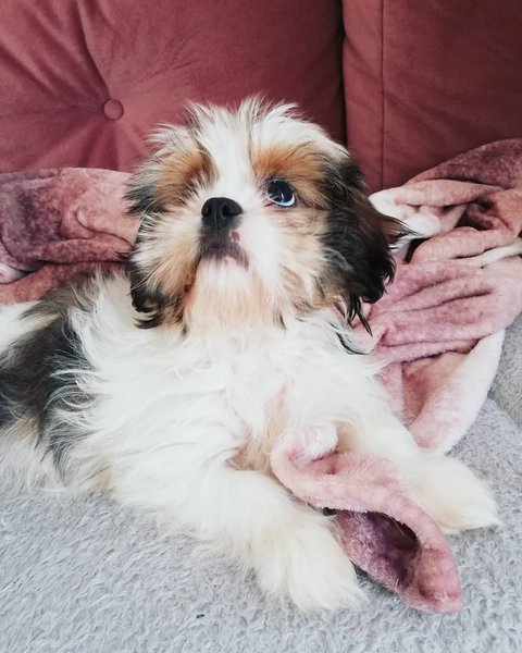 41 Shih Tzu Mixes That You Would Never Know Existed - The Goody Pet