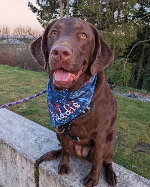 46 Adorable Labrador Mixes That Are Too Cute For Words - The Goody Pet