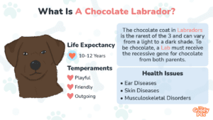 Chocolate Labrador - Your Complete Breed Guide - The Goody Pet