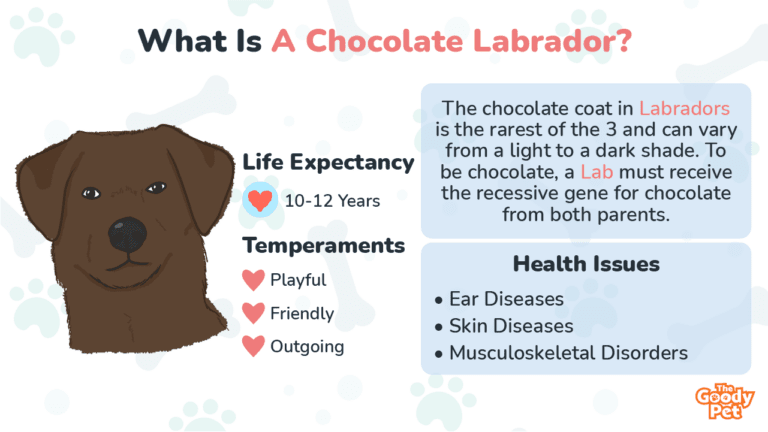 Chocolate Labrador - Your Complete Breed Guide - The Goody Pet