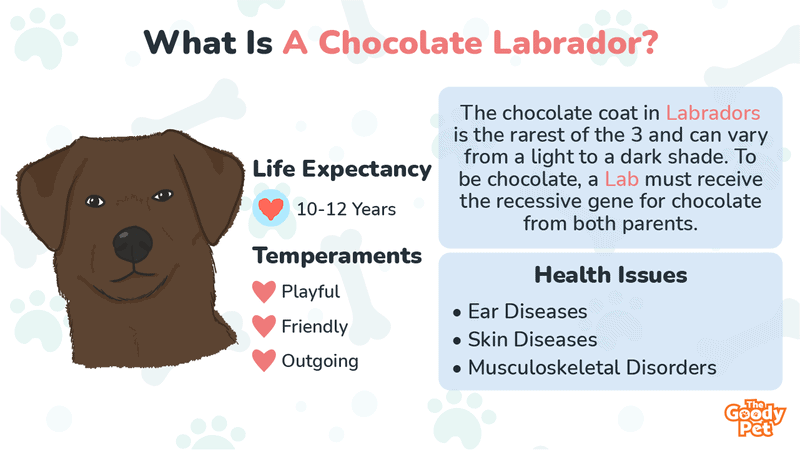 Chocolate Labrador - Your Complete Breed Guide - The Goody Pet