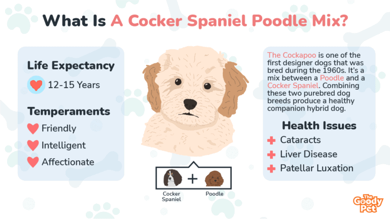 Cocker Spaniel Poodle Mix - Your Complete Breed Guide To The Cockapoo ...