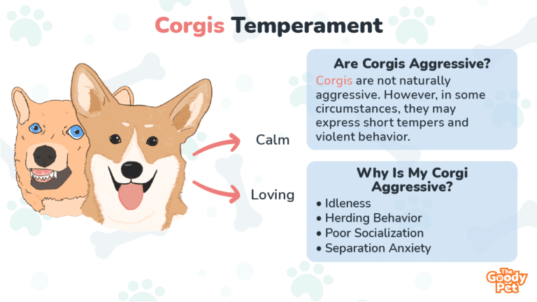 Corgi Temperament - Are They Aggressive? - The Goody Pet
