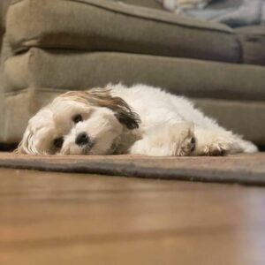 41 Shih Tzu Mixes That You Would Never Know Existed - The Goody Pet