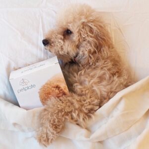 Brown Poodle - Your Complete Breed Guide - The Goody Pet