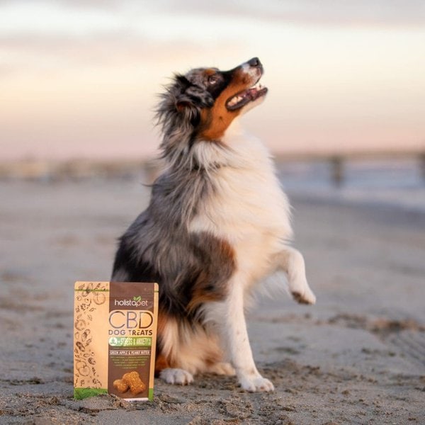 Why Do Dogs Hump The Air? Should I Be Worried? - The Goody Pet