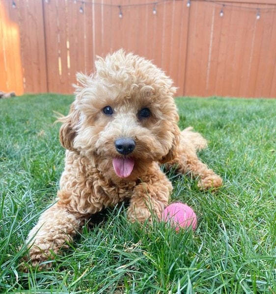 Toy Poodle - Your Complete Breed Guide - The Goody Pet