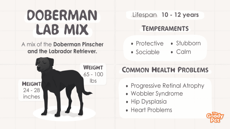 Doberman Lab Mix - Your Complete Breed Guide To The Doberdor - The ...