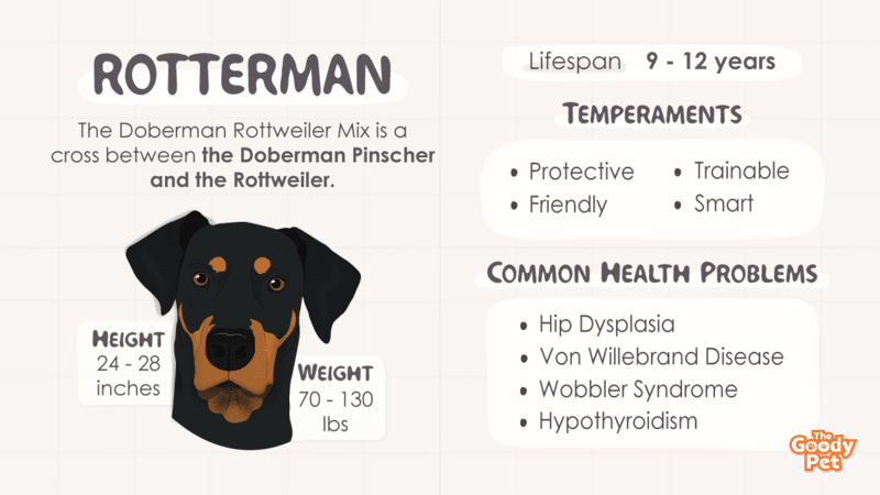 Doberman Rottweiler Mix - Your Complete Breed Guide To The Rotterman ...
