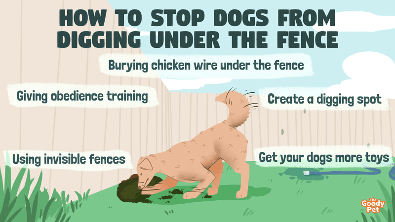 Why Does My Dog Keep Digging In The Same Spot