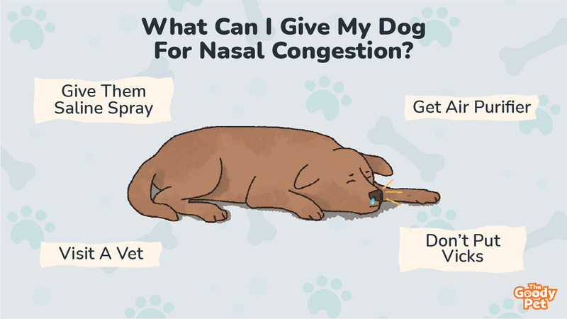 Dog Nasal Congestion - How Do I Unclog My Dog's Nose? - The Goody Pet