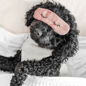 7 Best Dog Silencers (March 2025: Reviews) - The Goody Pet