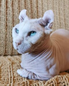 24 Hybrid Cat Breeds That You Would Find Exotic - The Goody Pet